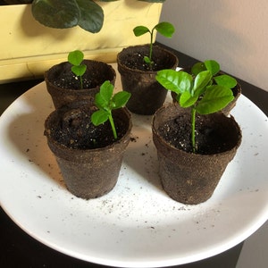 Magnolia Tree, 'yellow Bird' Magnolia Tree Seeds, 5 Seeds/order - Etsy