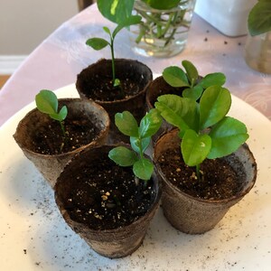 Magnolia Tree 'yellow Bird' Magnolia Tree Seeds 3 - Etsy