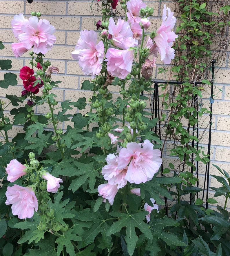 Hollyhock Rose Plant Seeds Pink 30 Seeds per Order - Etsy
