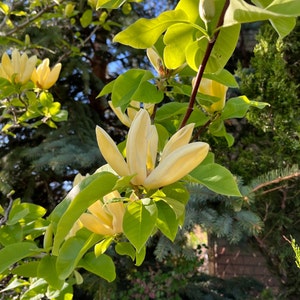 Magnolia Tree, 'yellow Bird' Magnolia Tree Seeds, 5 Seeds/order - Etsy
