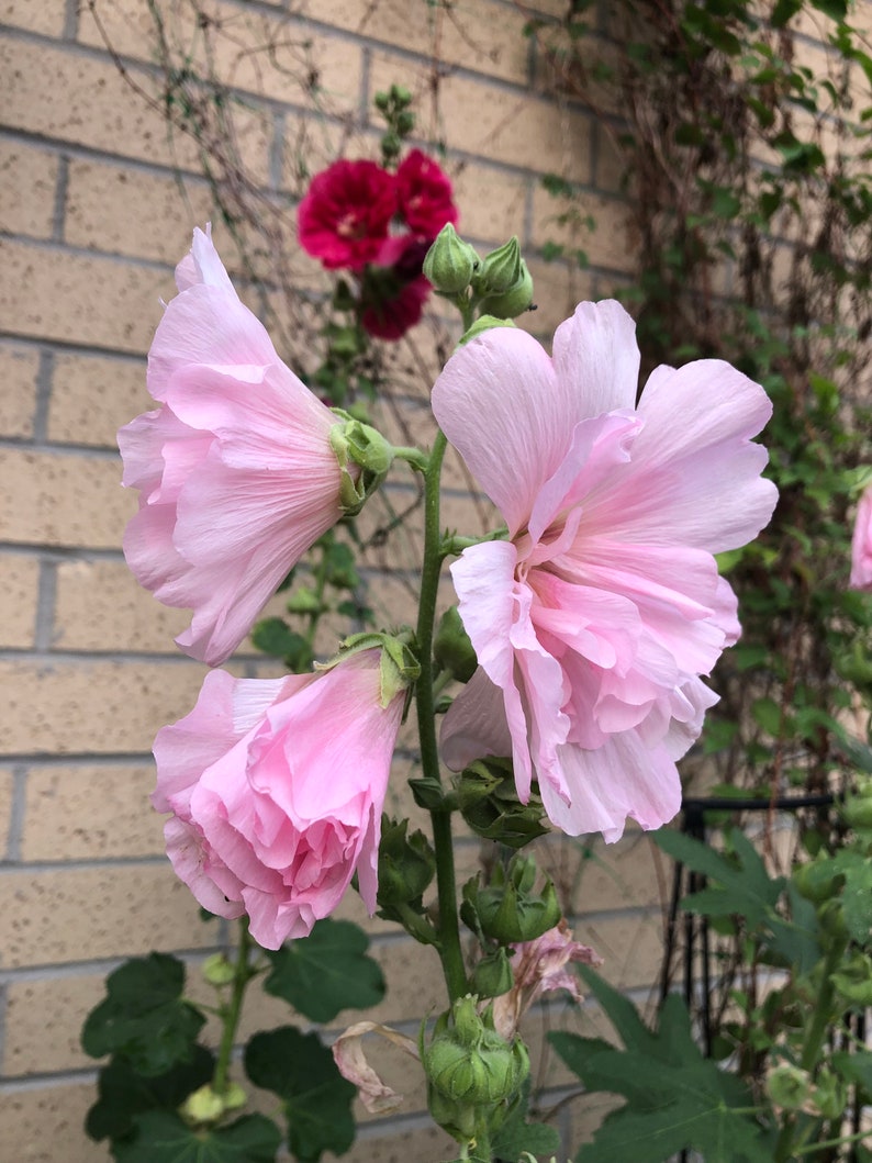 Hollyhock Rose Plant Seeds Pink 30 Seeds per Order - Etsy