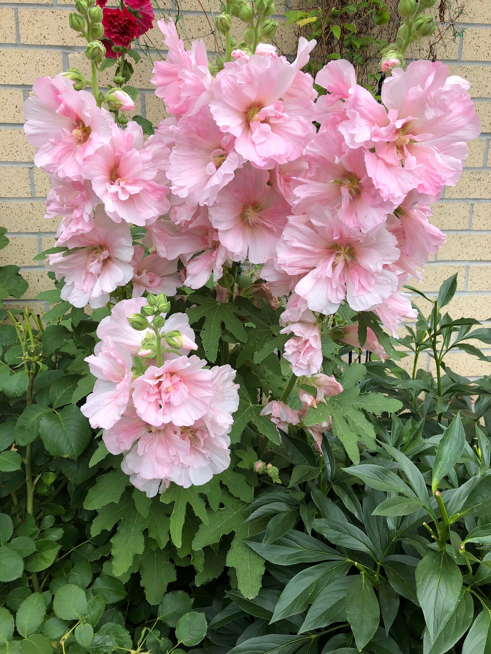 Hollyhock Rose Plant Seeds Pink 30 Seeds per Order - Etsy