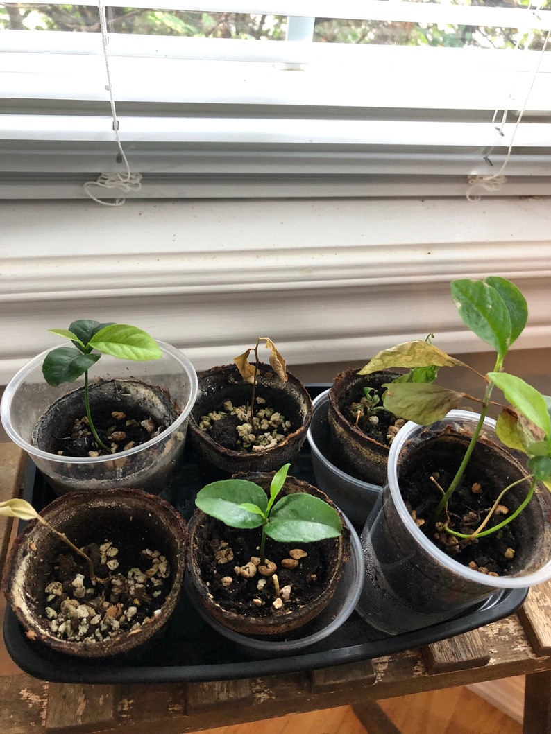 Magnolia Tree 'yellow Bird' Magnolia Tree Seeds 3 - Etsy