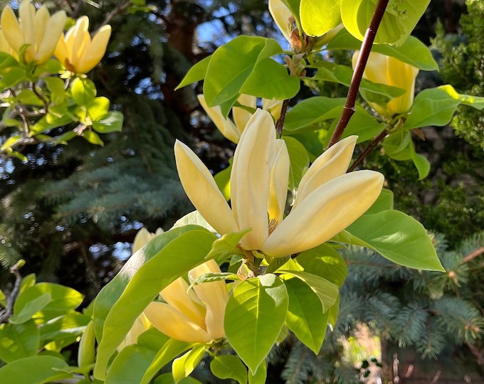 Magnolia Tree, 'yellow Bird' Magnolia Tree Seeds, 5 Seeds/order - Etsy