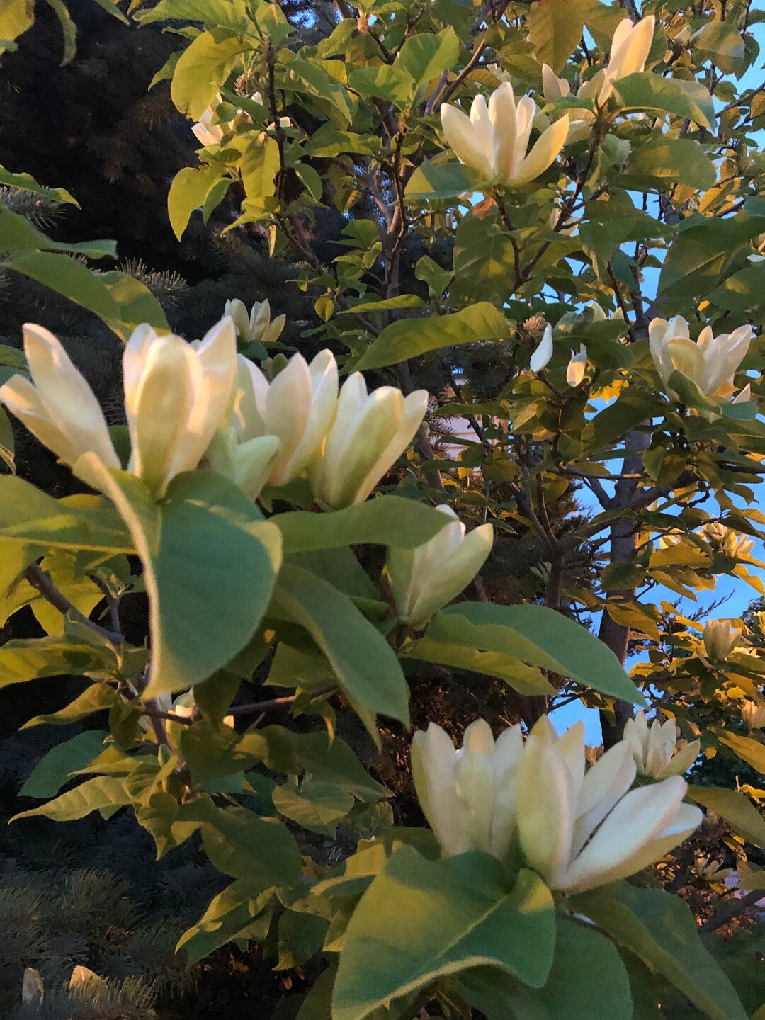 Magnolia Tree 'yellow Bird' Magnolia Tree Seeds 3 - Etsy