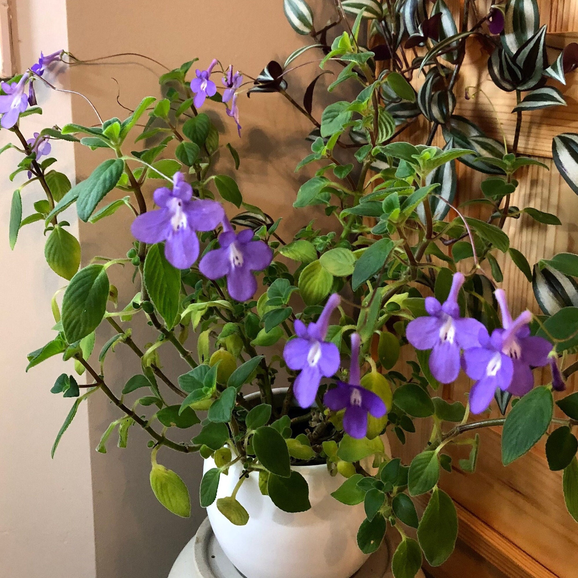 Streptocarpella 'concord Blue' Live Top Stem Cuttings, 2 Stems/order ...
