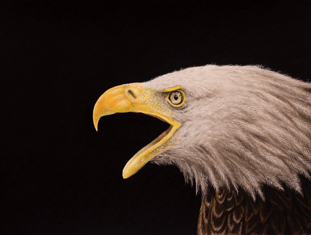 Art Print of 'freedom', EAGLE PORTRAIT - Original Polychromos Coloured ...