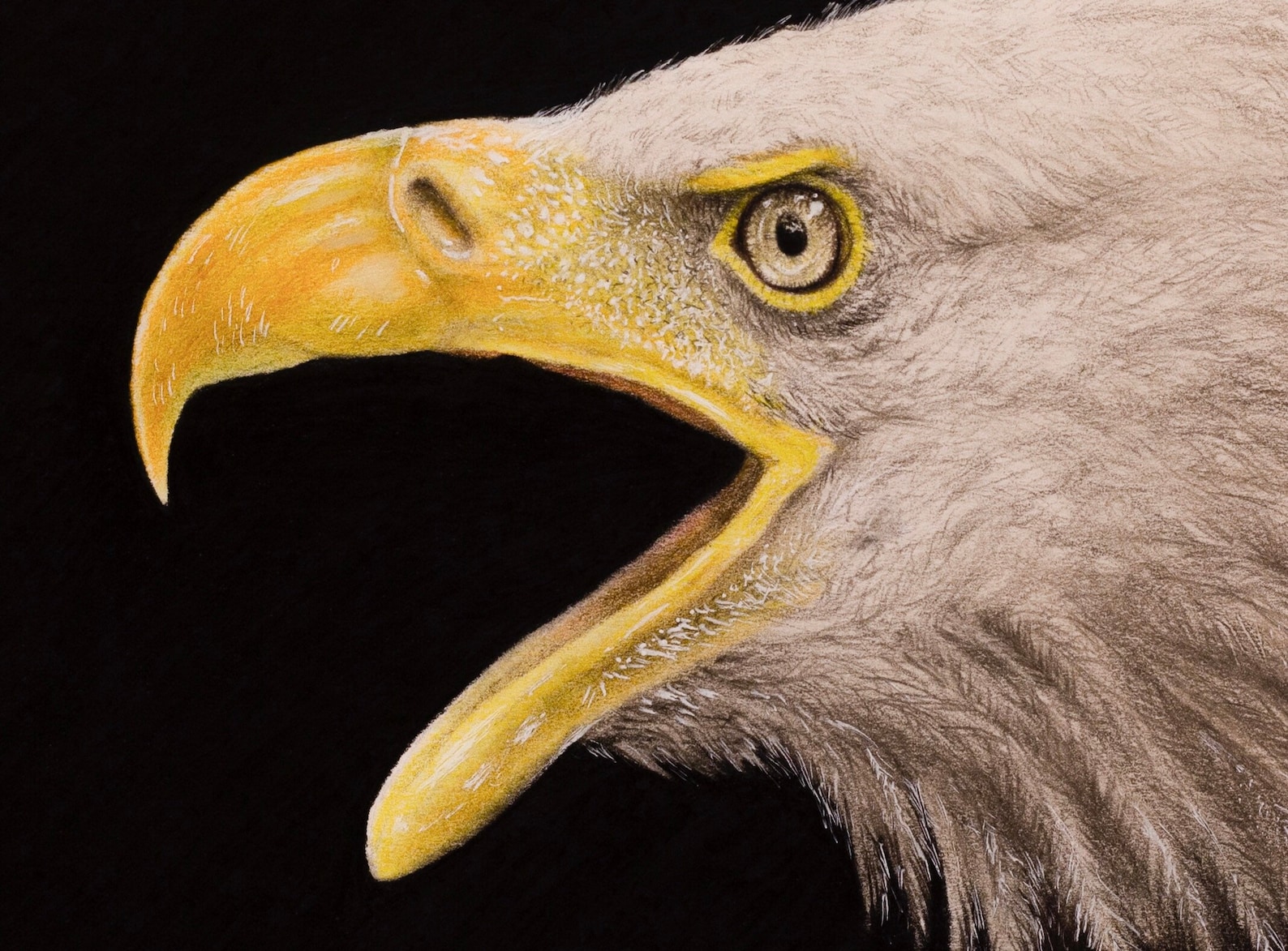 Art Print of 'freedom', EAGLE PORTRAIT - Original Polychromos Coloured ...