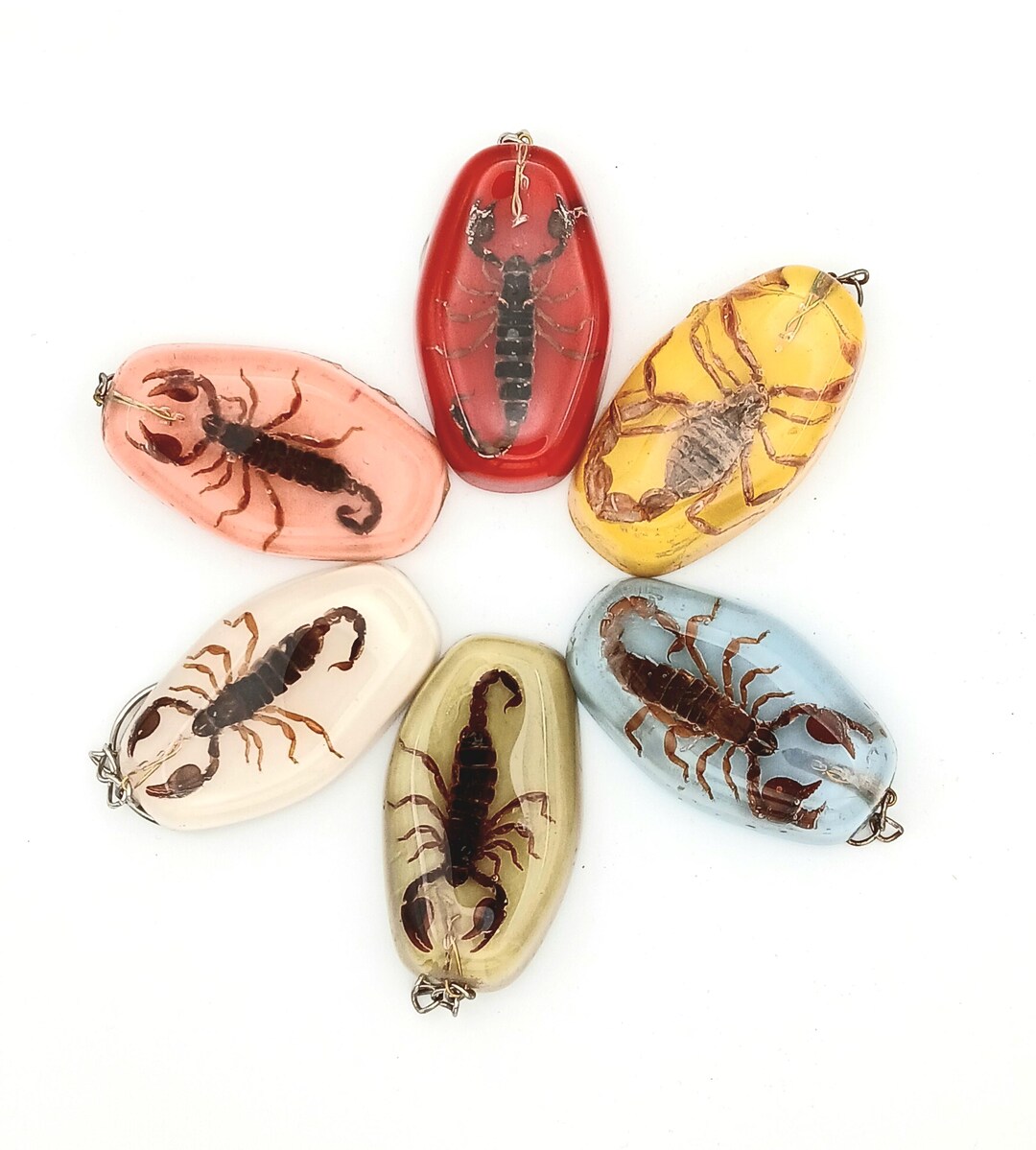 Super Dangerous REAL Scorpion Resin Key Ring and Charm. Pocket Money ...