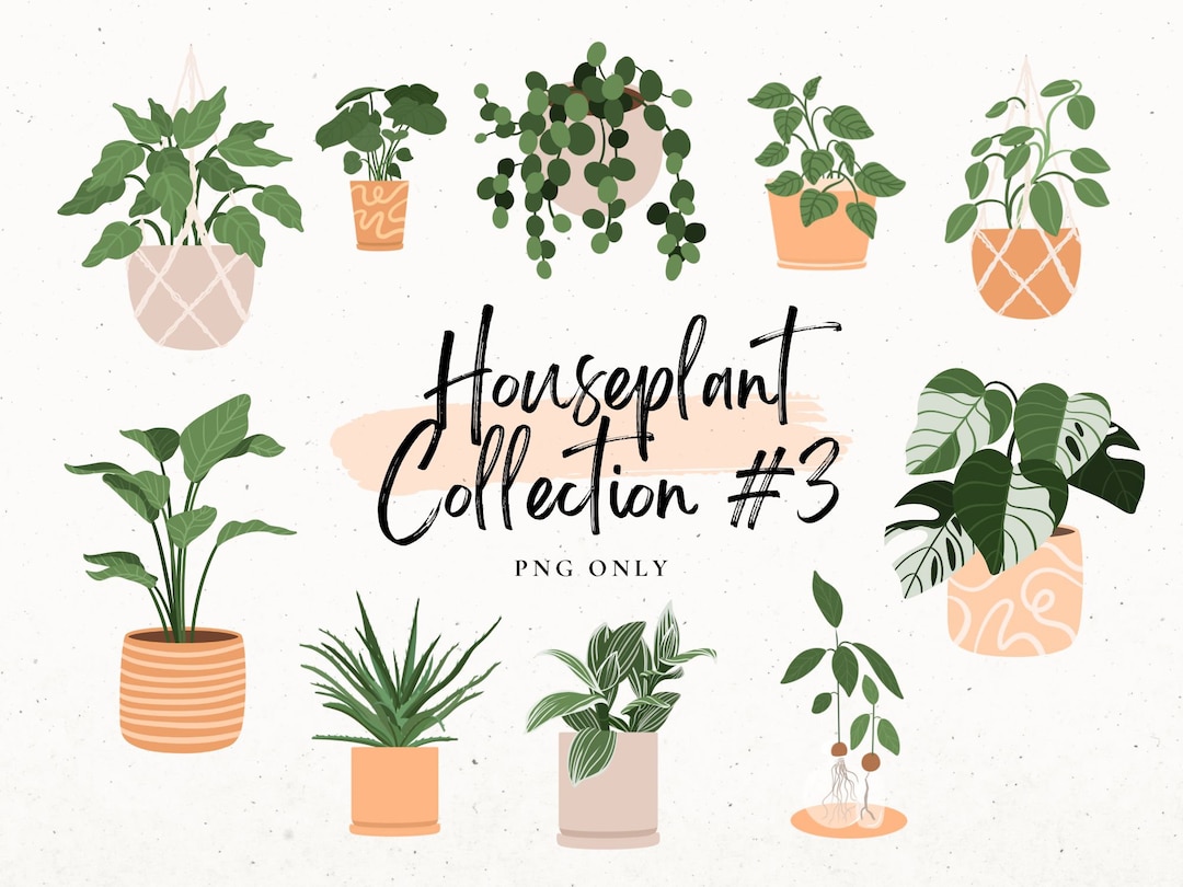 Indoor Plants PNG Bundle, House Plant Clip Art Set, Botanical Plant ...