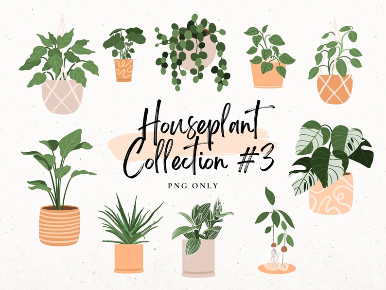 Indoor Plants PNG Bundle House Plant Clip Art Set Botanical - Etsy