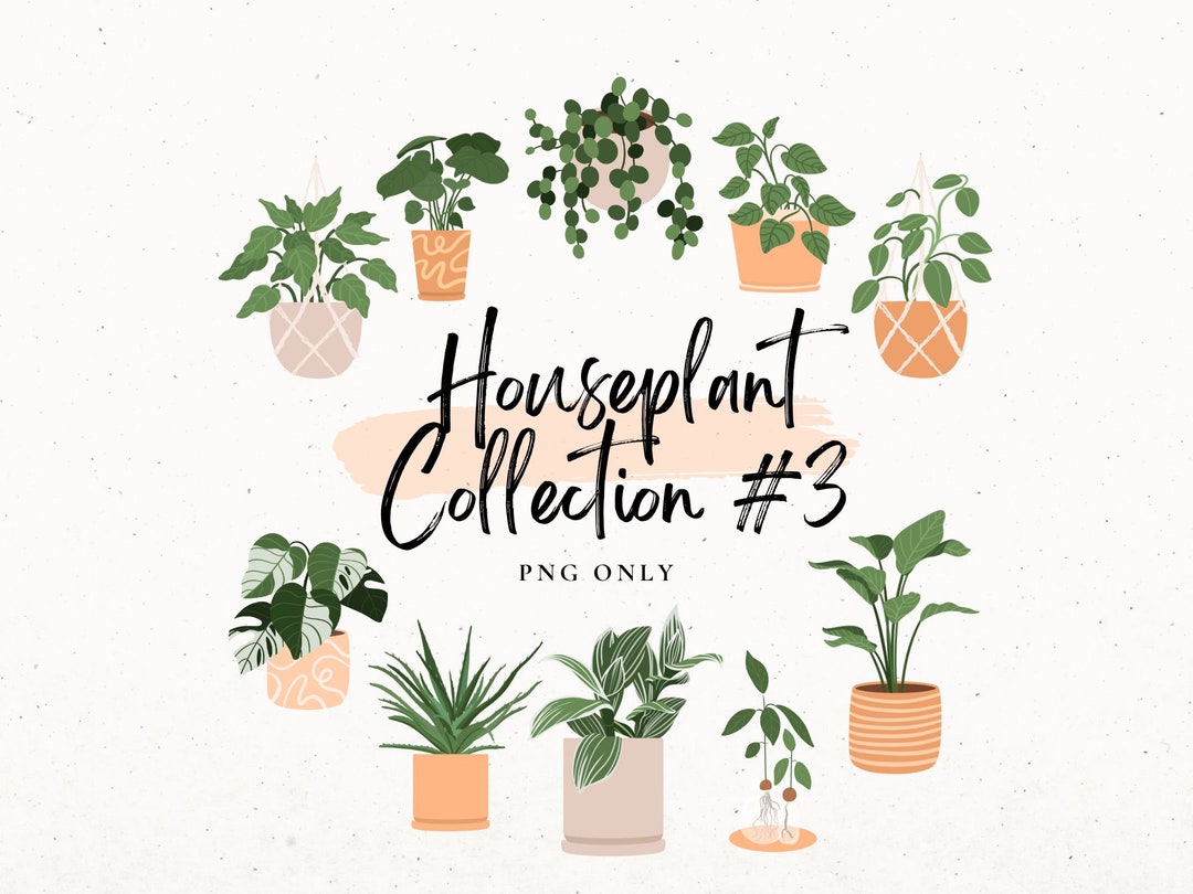 Indoor Plants PNG Bundle, House Plant Clip Art Set, Botanical Plant ...