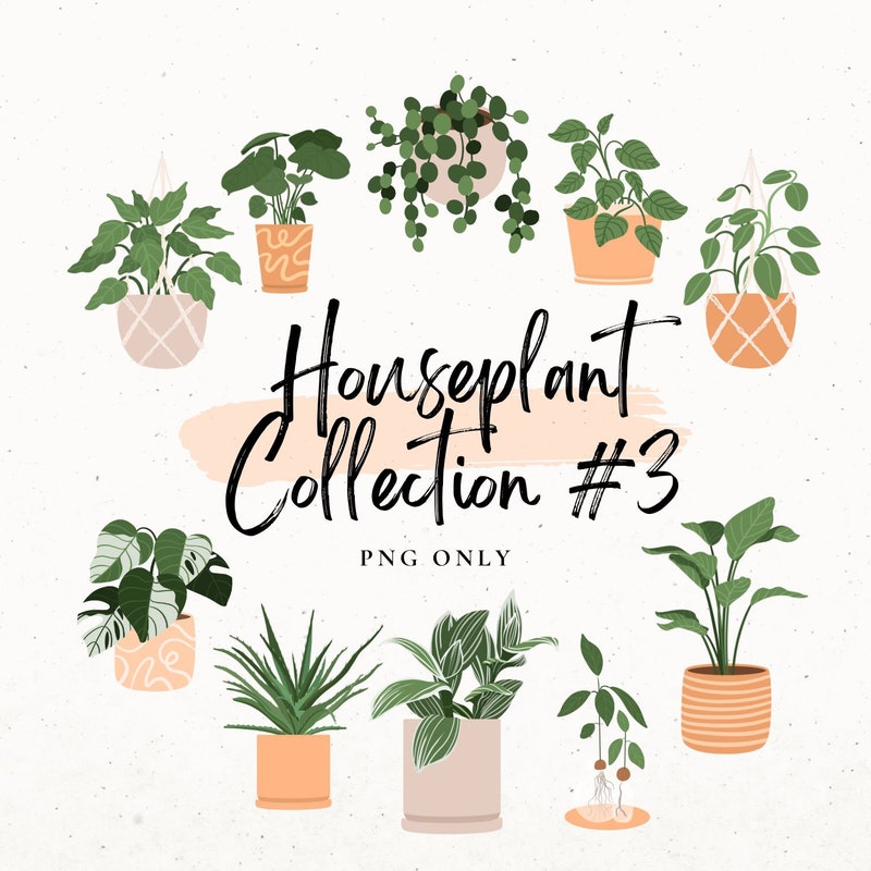 Indoor Plant - Etsy