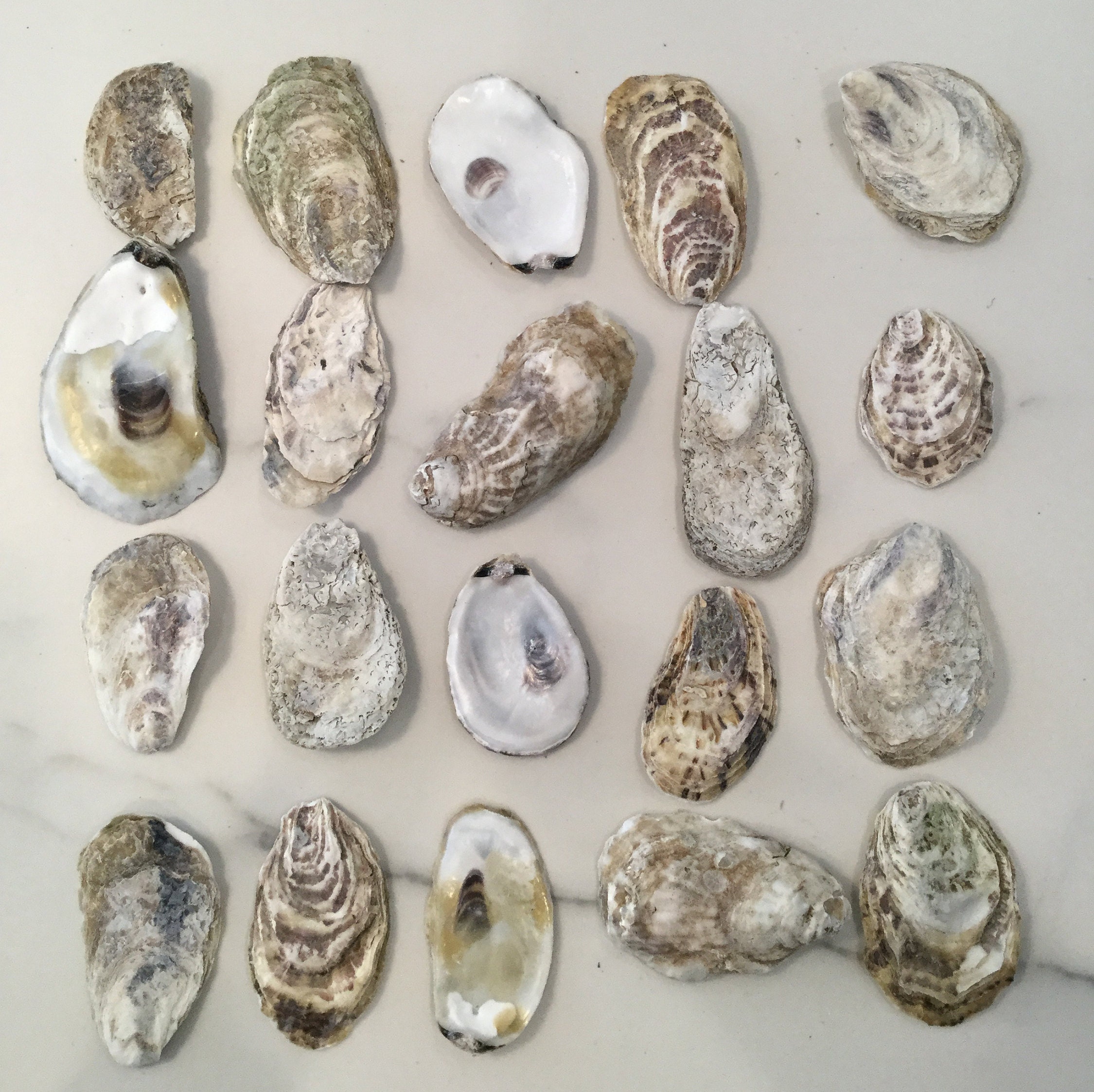 30 Deep Cup or Shallow Cup Oyster Shells - Etsy