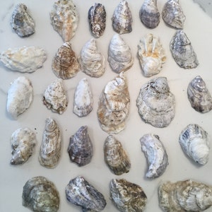 30 Deep Cup or Shallow Cup Oyster Shells - Etsy