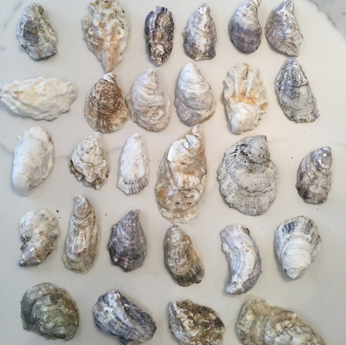30 Deep Cup or Shallow Cup Oyster Shells - Etsy