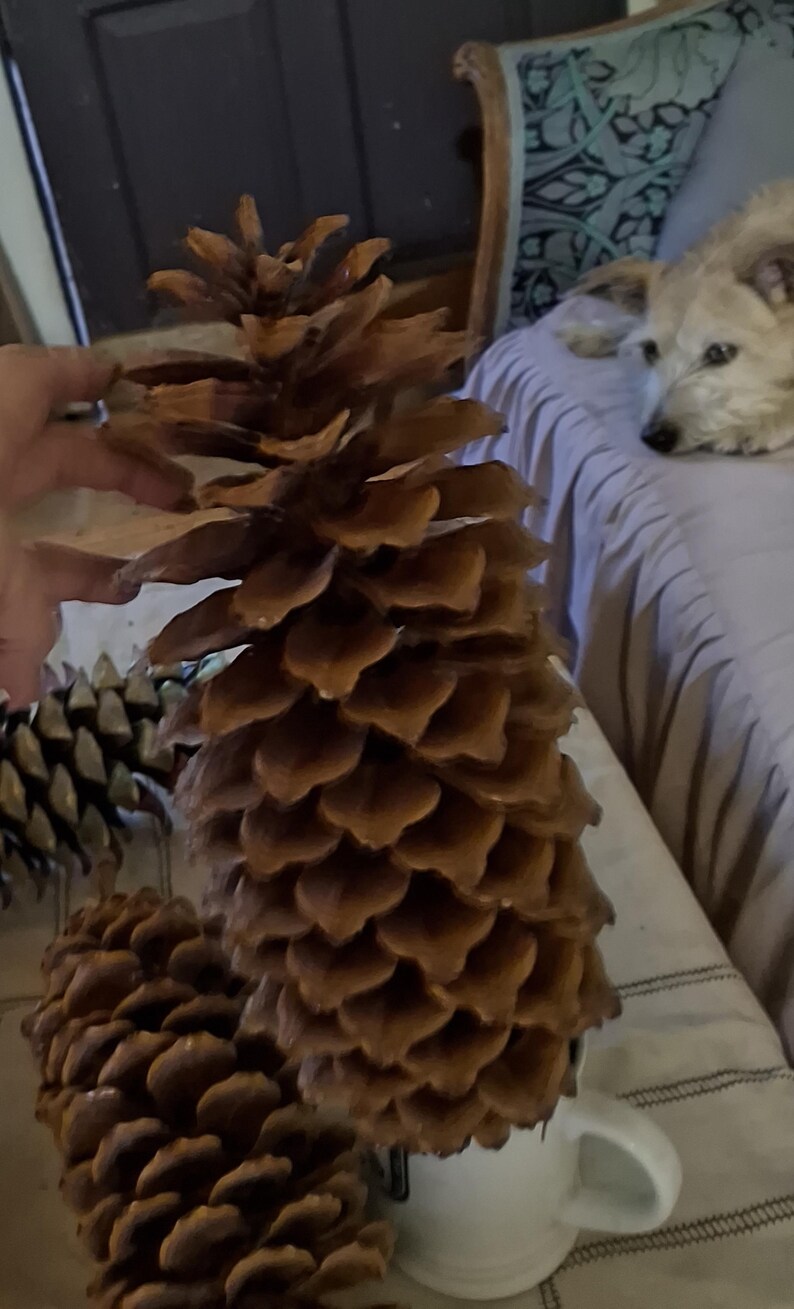 Sugar Pine Cones - Etsy