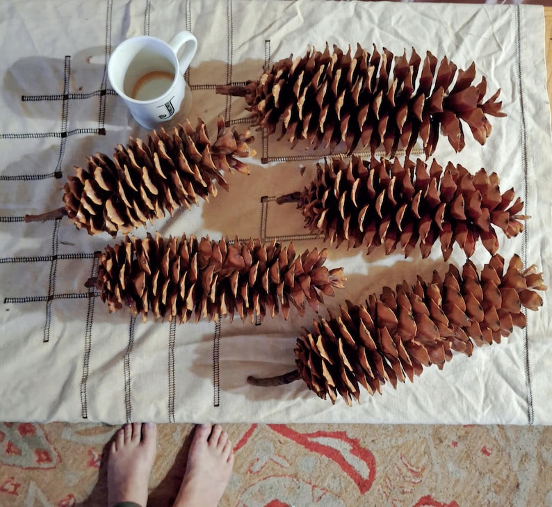 Sugar Pine Cones - Etsy