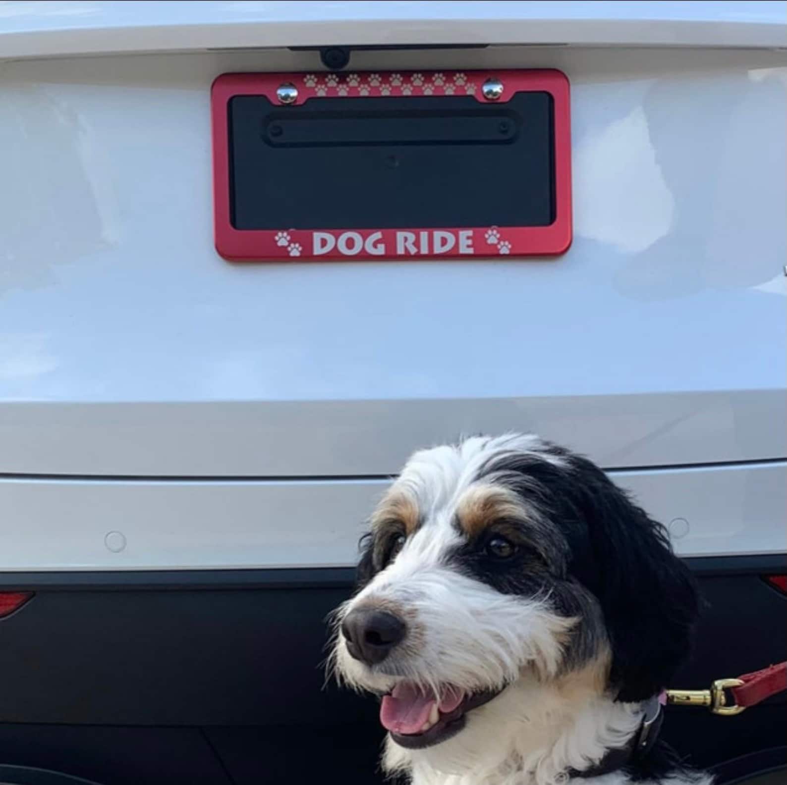 Goplates Personalized Heavy Duty License Plate Frame Laser - Etsy