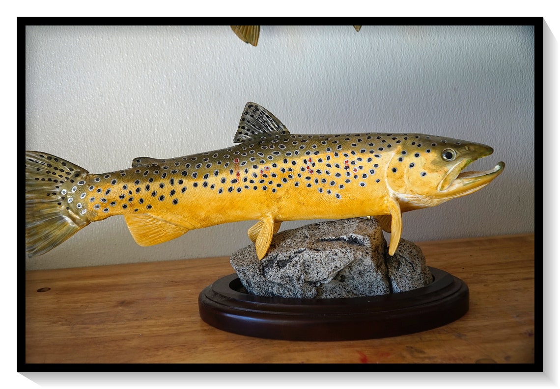 17 Brown Trout.360 Degree Table Top Trout. Hand Crafted Creation for ...