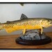 17 Brown Trout.360 Degree Table Top Trout. Hand Crafted Creation for ...