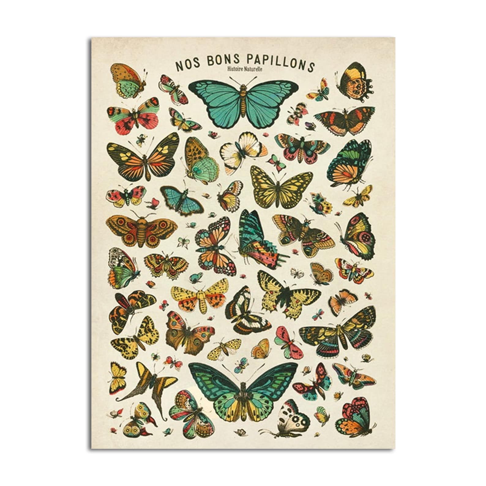 Butterfly Poster Vintage Butterfly Chart Print Colorful | Etsy