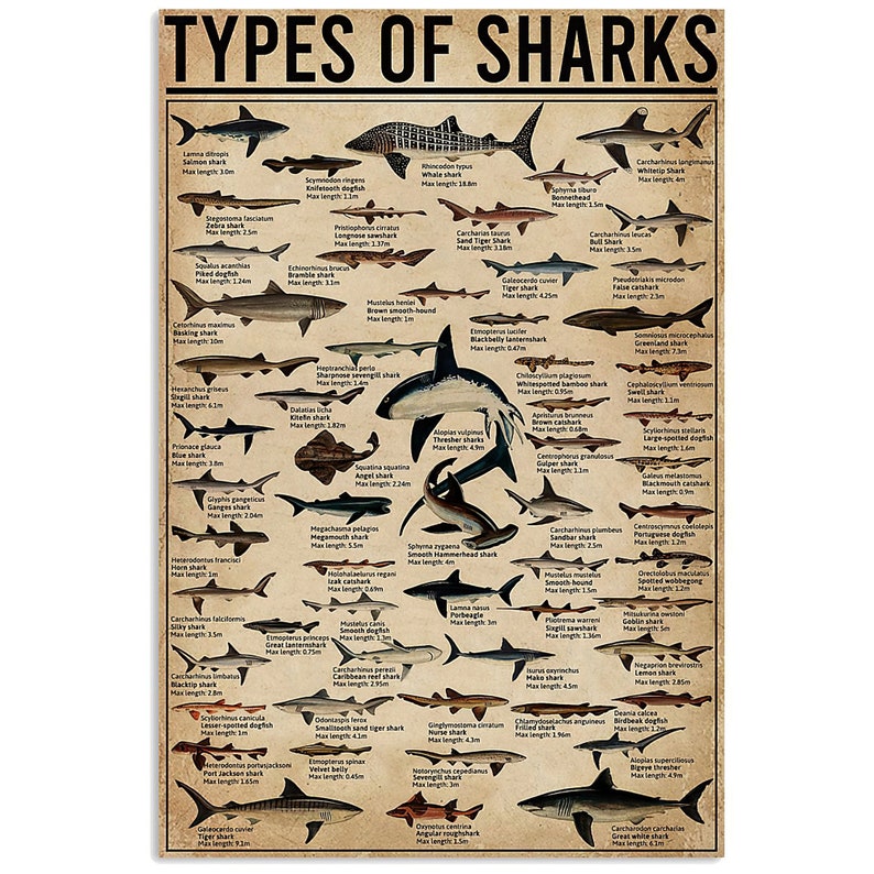 Types de requin Animal Affiche verticale Shark Lover Gift | Etsy