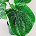 Peperomia Ecuador - Etsy
