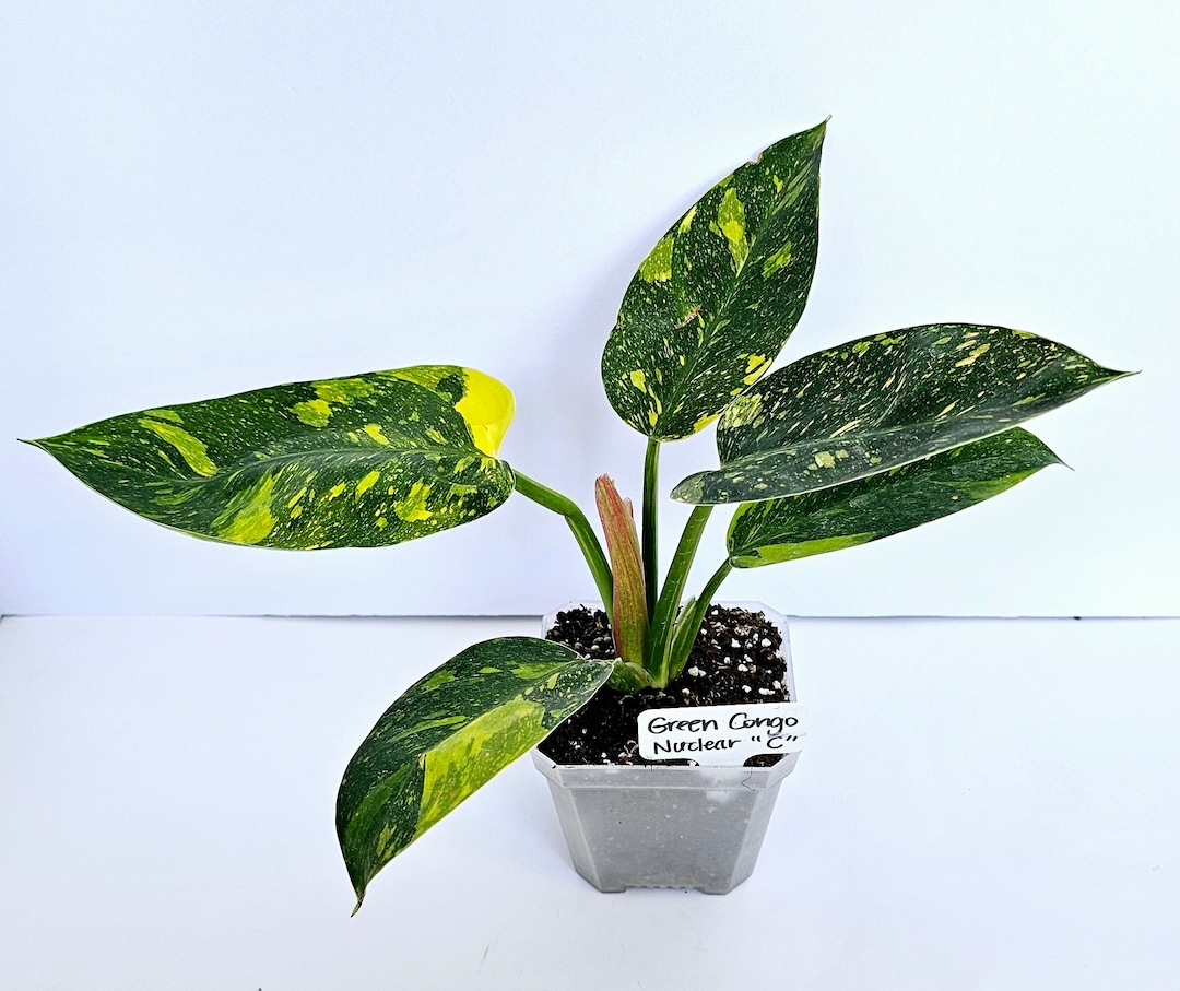 Philodendron Green Congo Nuclear Excellent Variegation Well Established ...