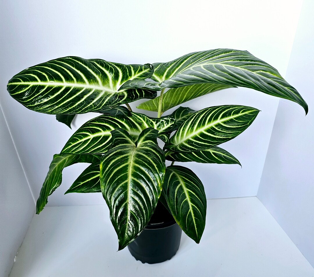 Xanthosoma Lindenii Phyllotaenium 6 Inch Pot Full Plant - Etsy