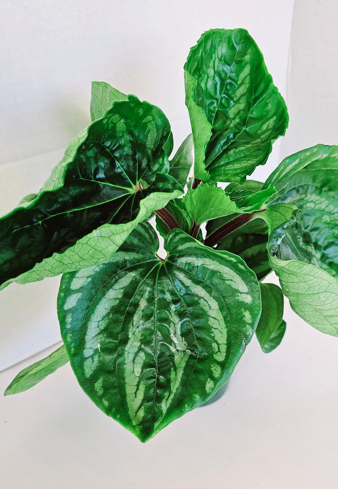 Peperomia Ecuador - Etsy