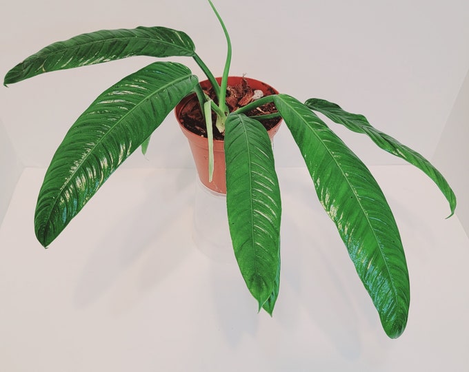 Philodendron Campii Lynette - FULL PLANT - 4 Inch Pot - Etsy