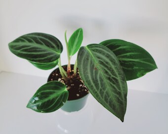 Peperomia Maculosa FULL PLANT Unique Hard to Find - Etsy