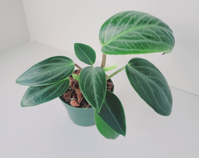 Peperomia Maculosa FULL PLANT Unique Hard to Find - Etsy
