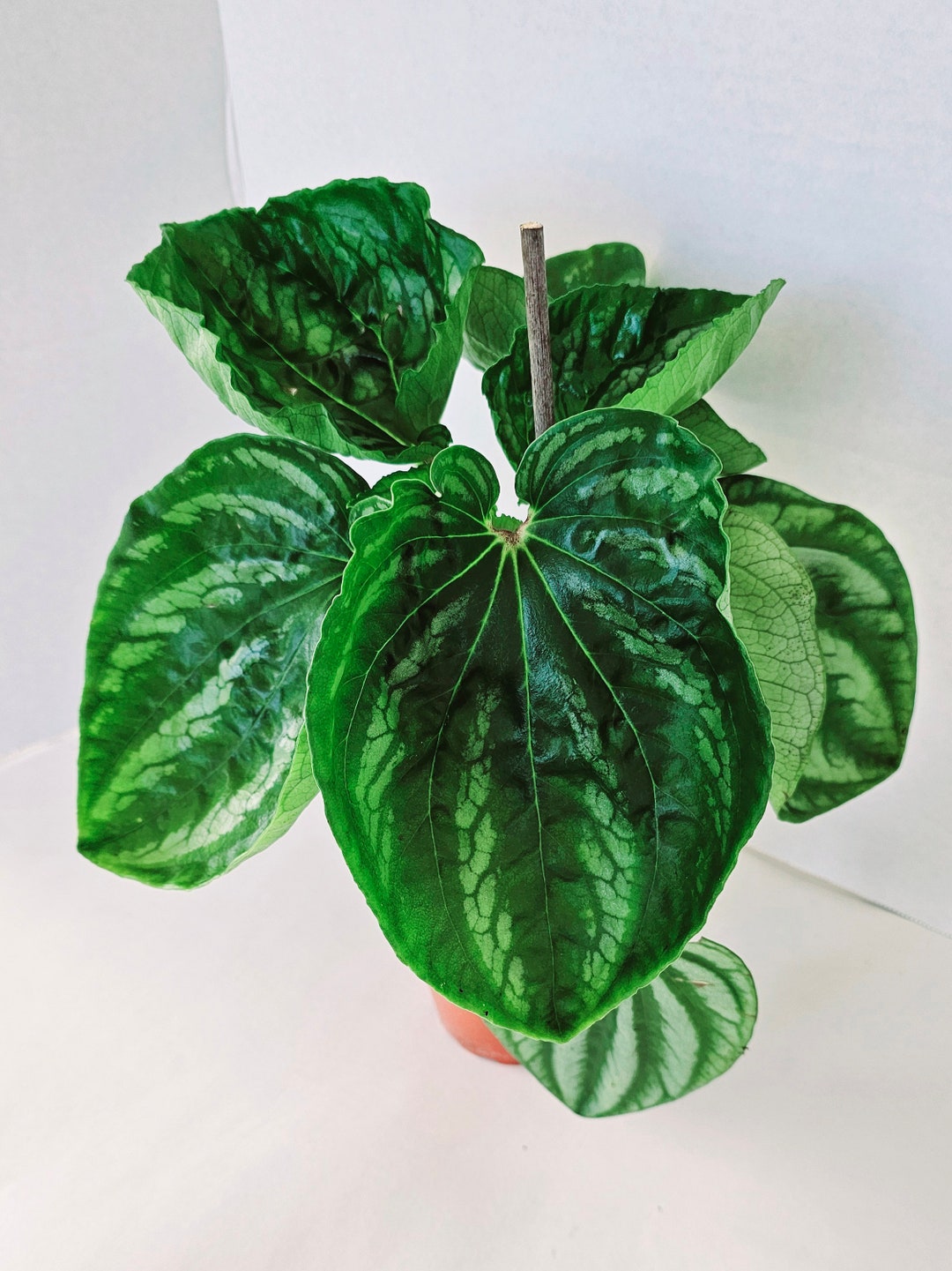 Peperomia Ecuador - Etsy