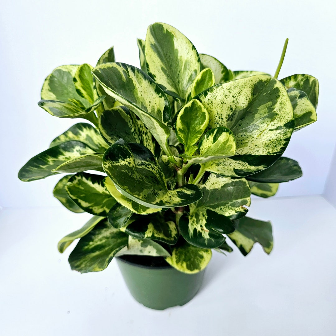 Peperomia Obtusifolia 'golden Gate' 6 Inch Full Plant - Etsy