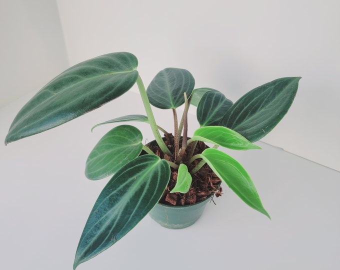 Peperomia Maculosa FULL PLANT Unique Hard to Find - Etsy