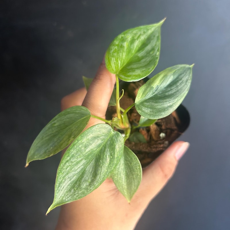 Philodendron Sodiroi - Etsy