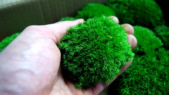 Floral & Garden Crafts pole moss Bulk Wholesale natural moss pillow ...