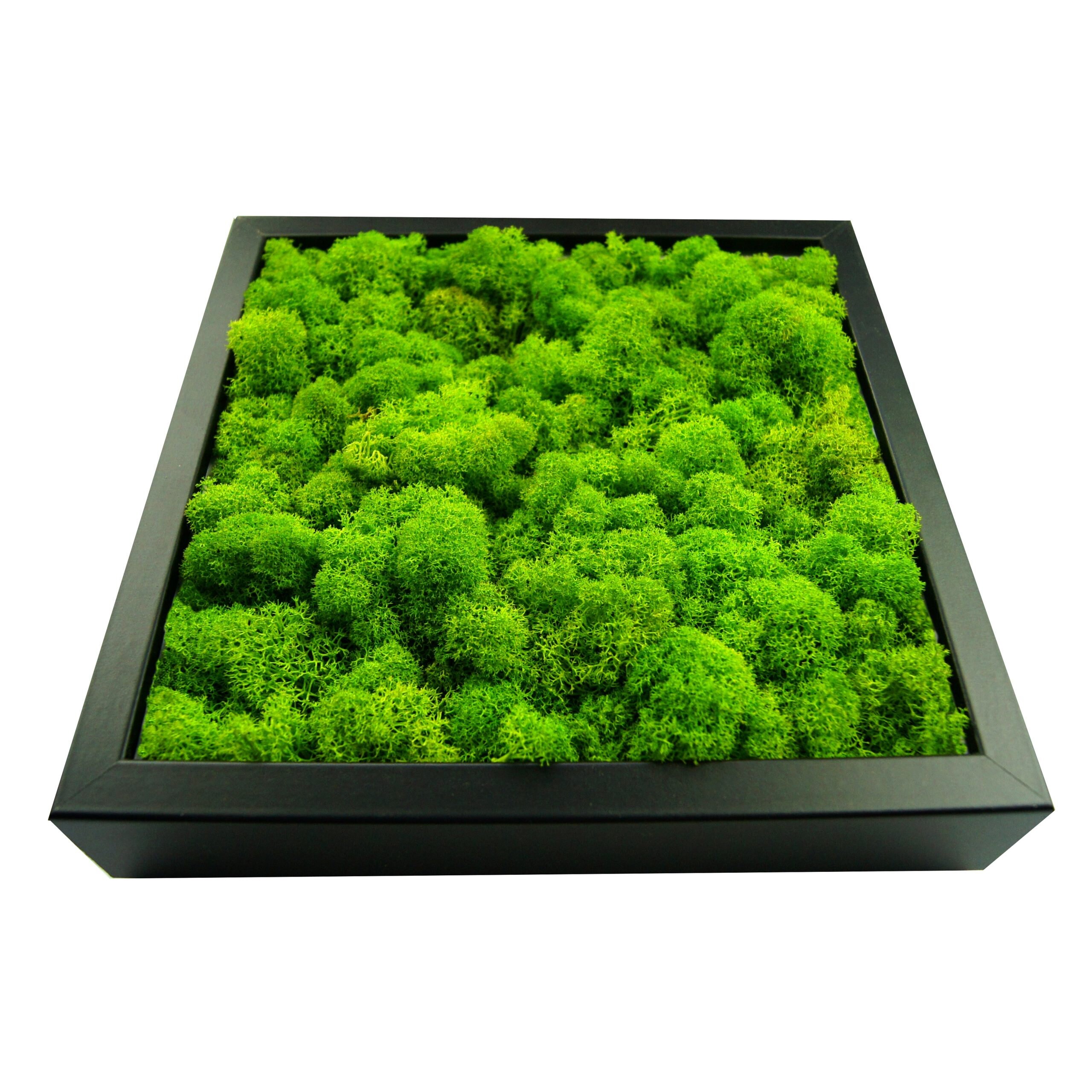 Moss Frames Preserved Moss Frame Hand Made Moss Panels for a - Etsy