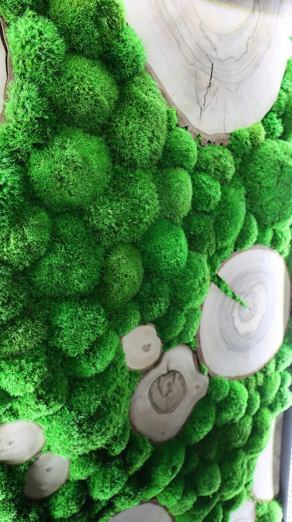 Illuminated Frame Moss Decor Moss Art Ball Moss LED Frame | Etsy