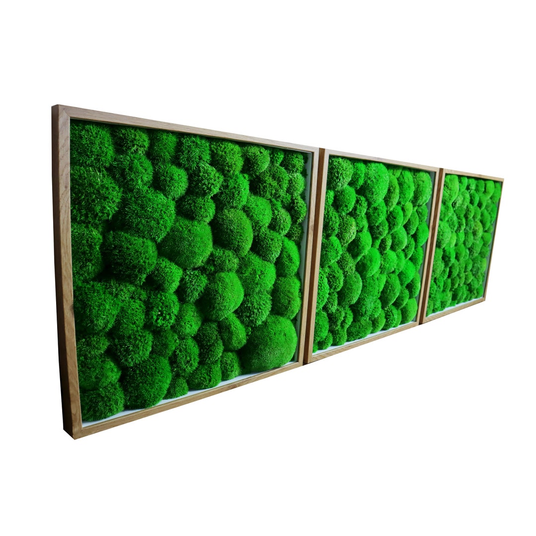 Moss Wall Art, Moss Ball, Frames With Pillow Moss, Living Moss, Ball ...