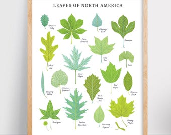 leaf identification uk