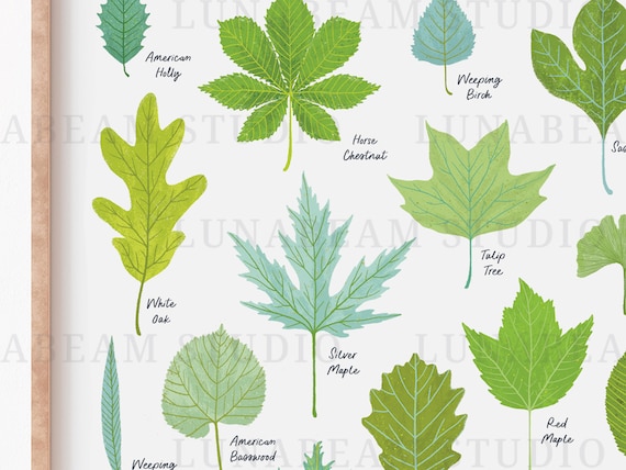 North American Trees Leaf Identification