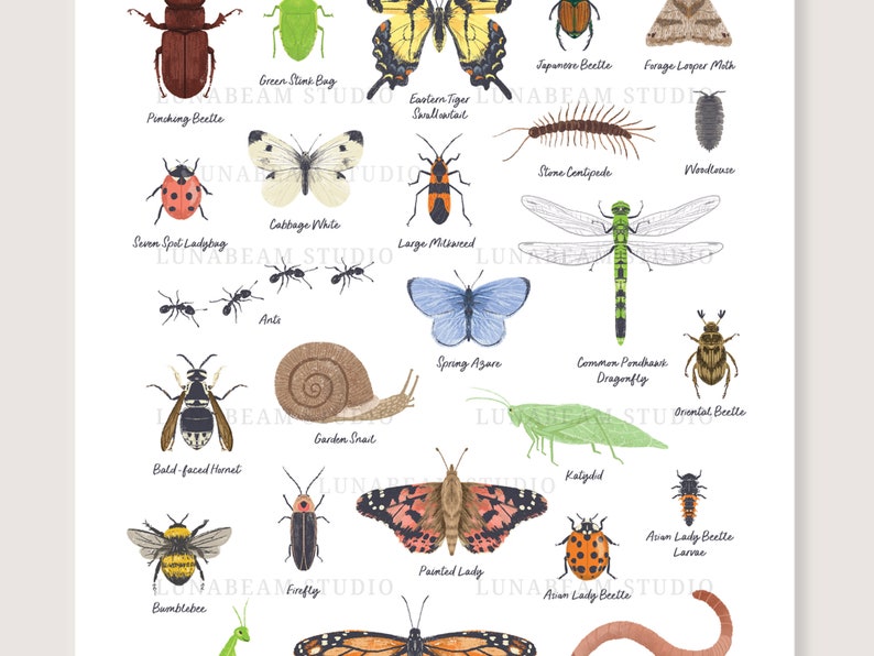 Garden Bug Print Insect Print Bugs Art Print Nursery Wall | Etsy