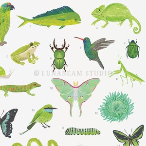 Animal Scientific Illustration Set of Four - Nursery Decor, Playroom ...