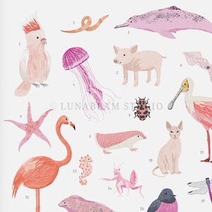 Animal Scientific Illustration Set of Four - Nursery Decor, Playroom ...