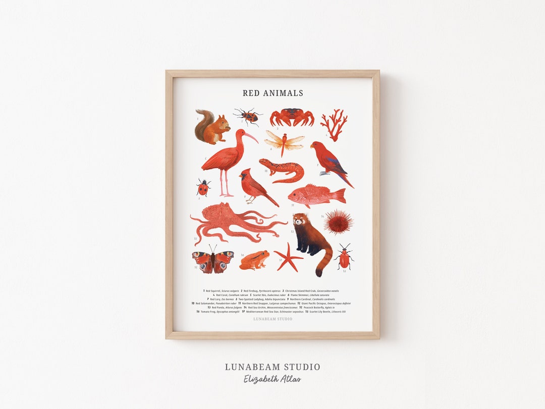 Scientific Illustration - Red Animal Art, Children's Art Print, Modern ...