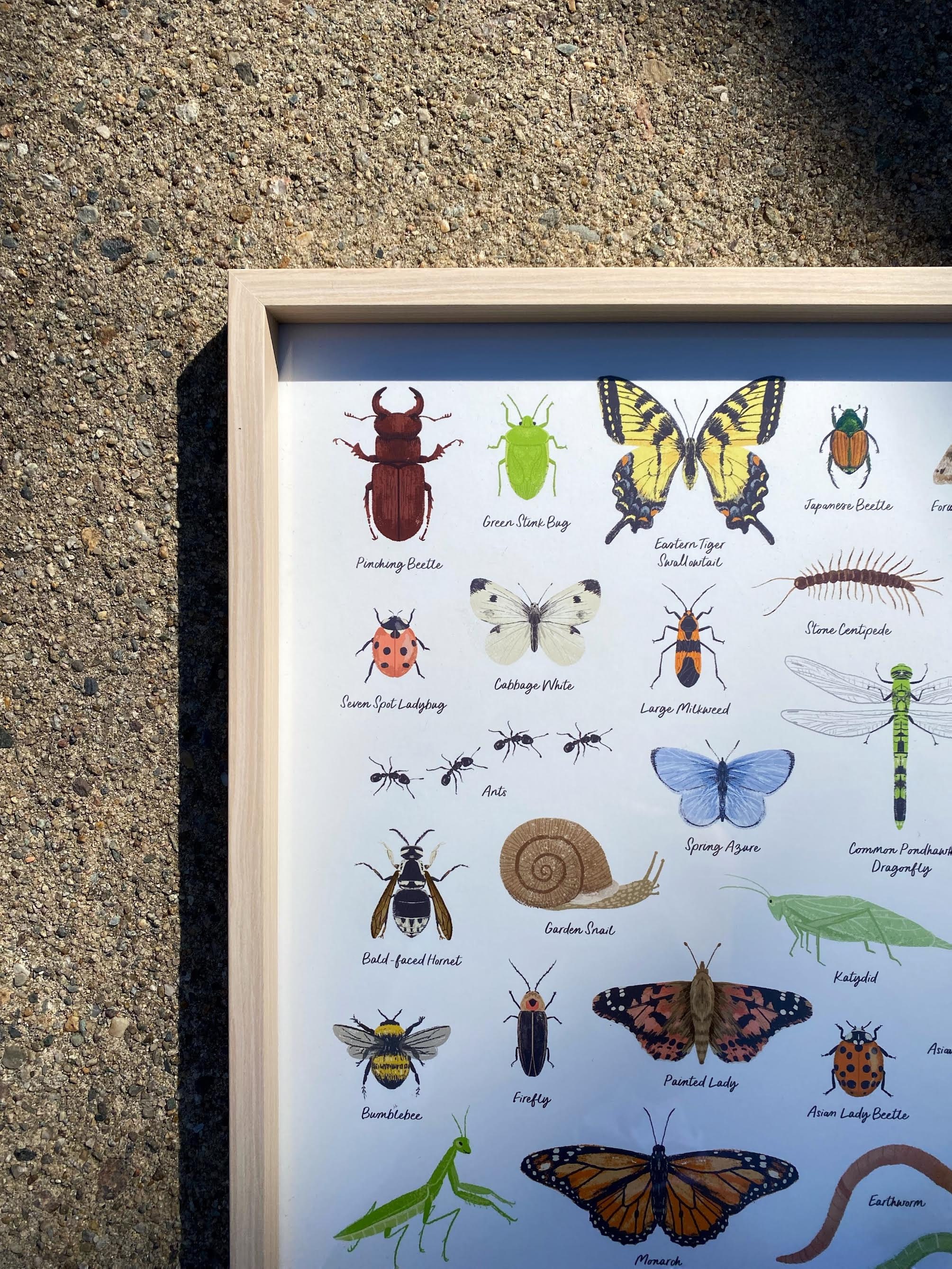 Garden Bug Print Insect Print Bugs Art Print Nursery Wall | Etsy