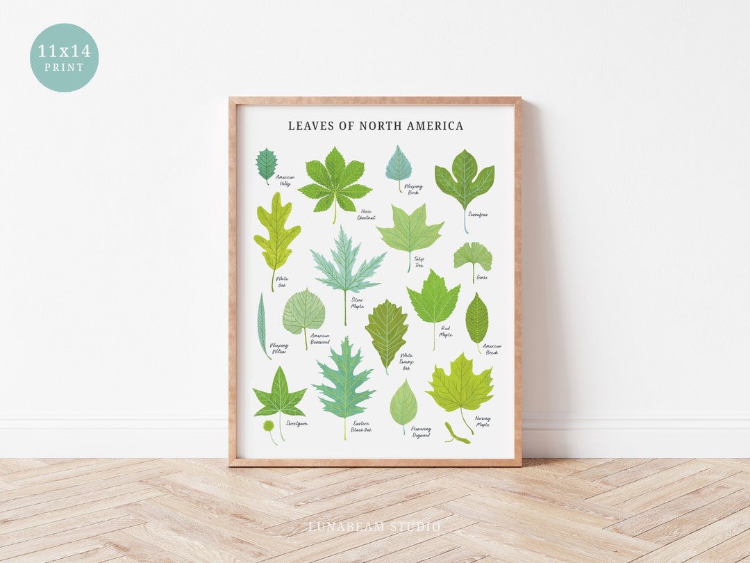 North American Tree Leaves Art Print: Nature Nursery Decor - Etsy